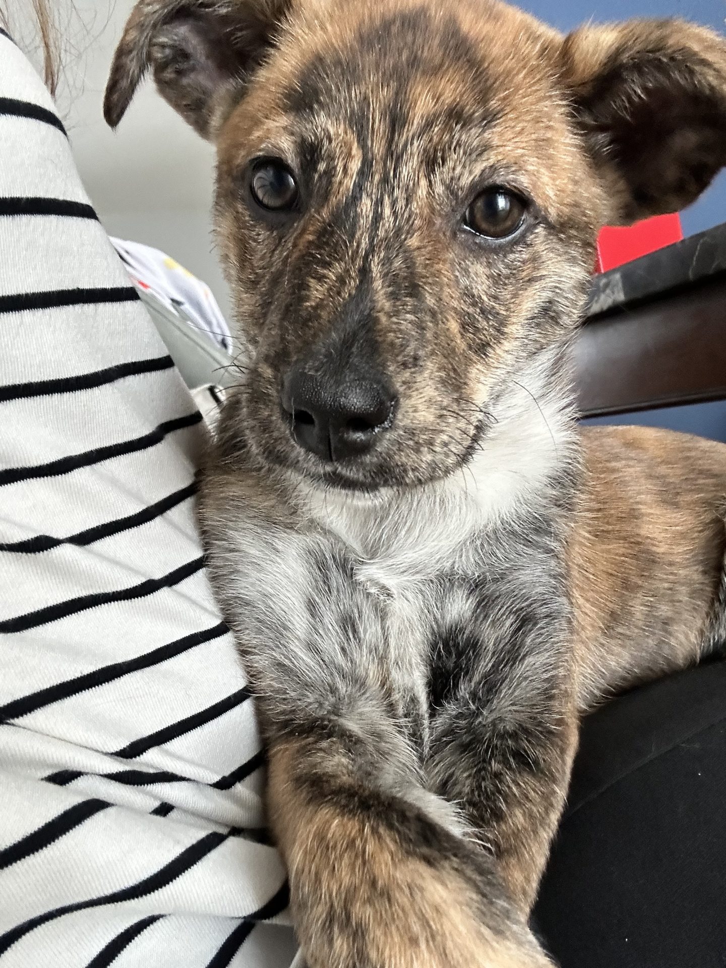 Sponsored Pups – February 11, 2023 – Safe Hands Rescue