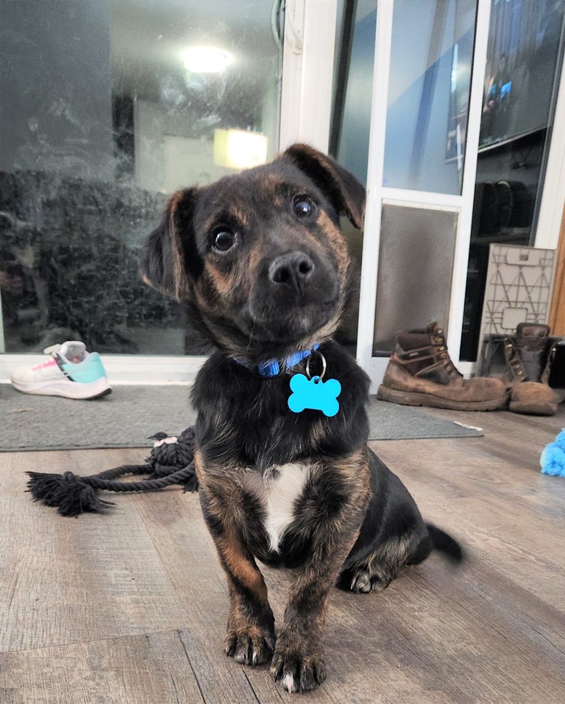 Sponsored February, 2024 – Safe Hands Rescue