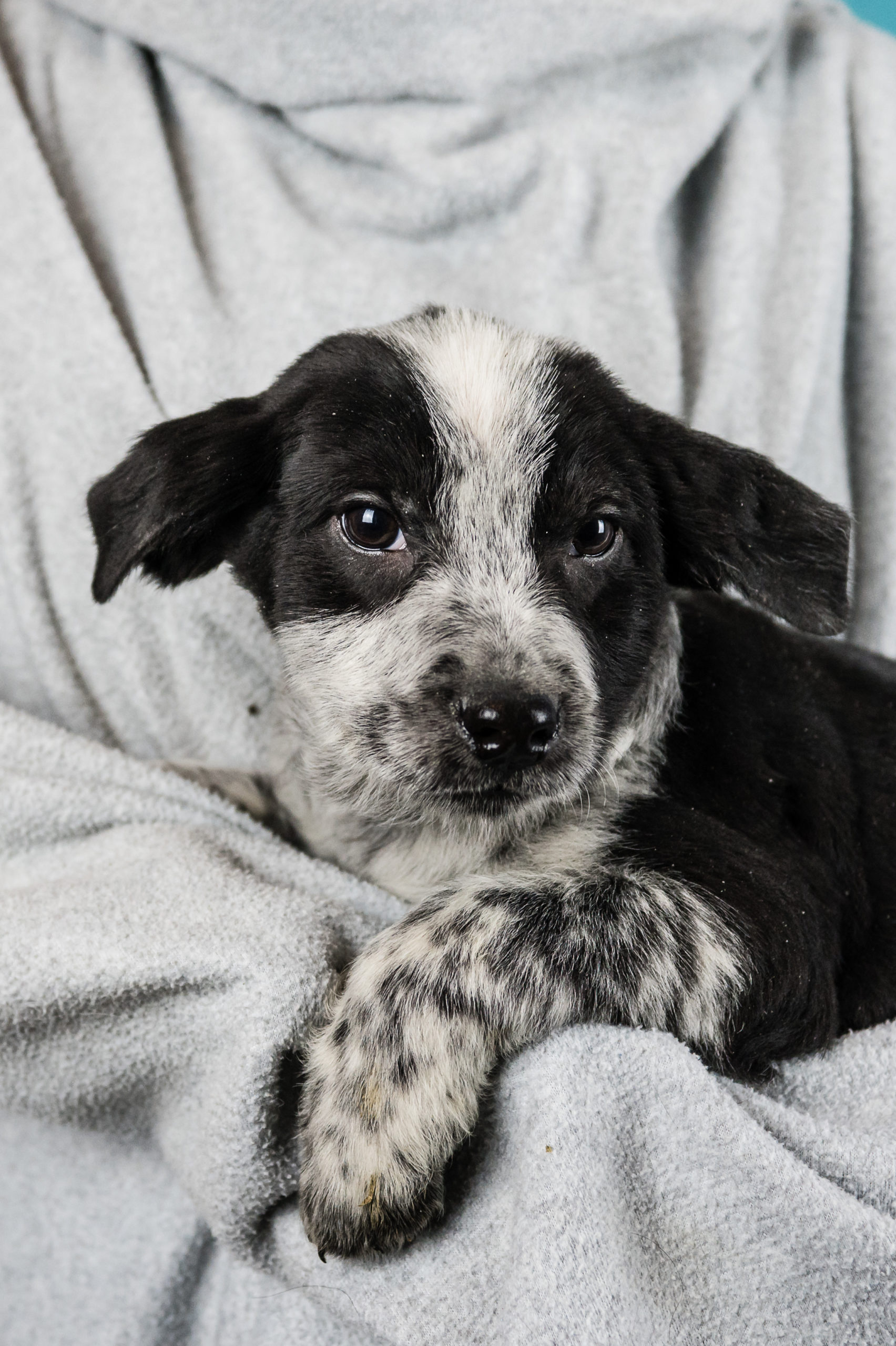 Sponsored Pups – January 2024 – Safe Hands Rescue