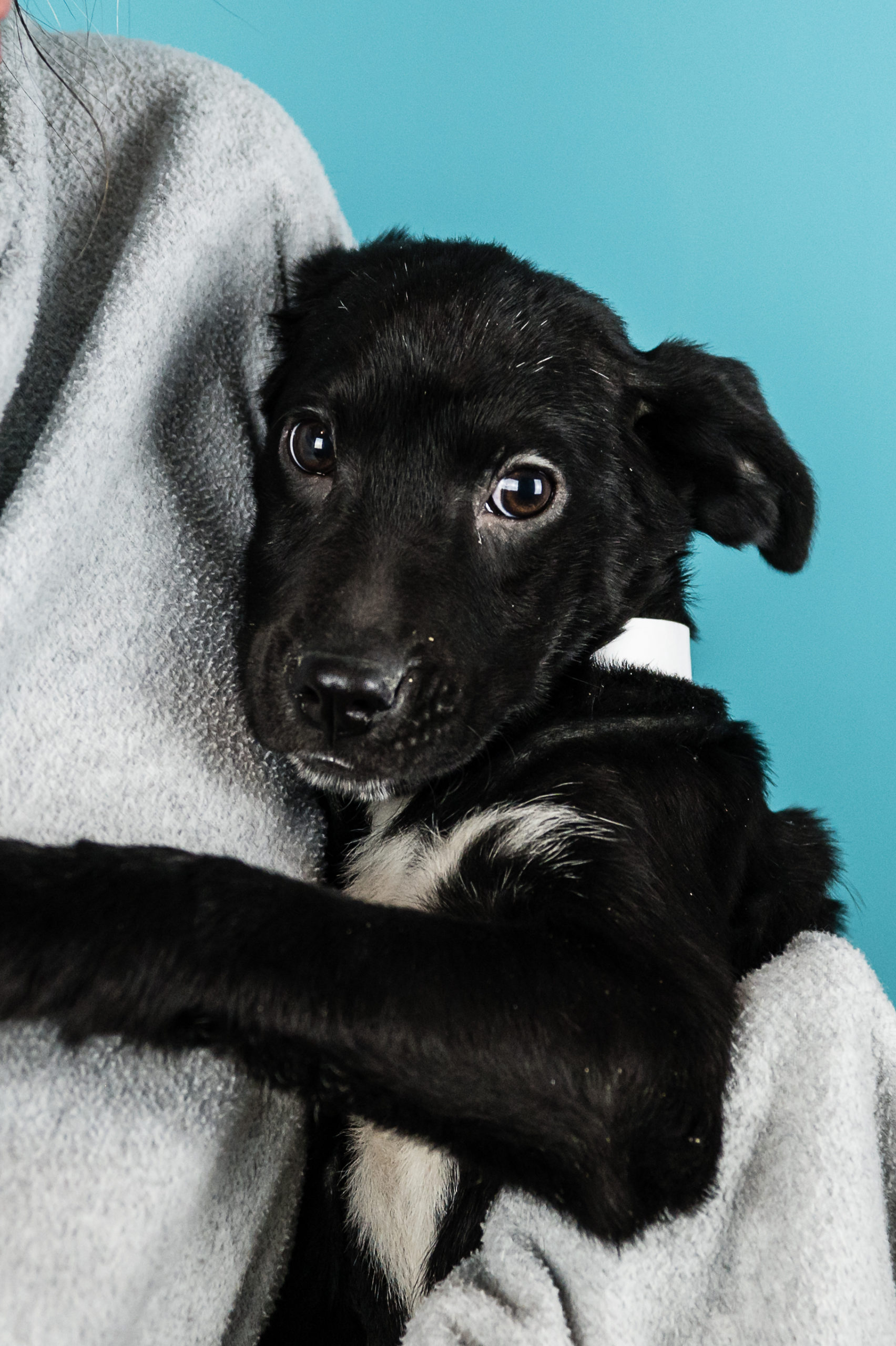 Sponsored Pups – January 2024 – Safe Hands Rescue