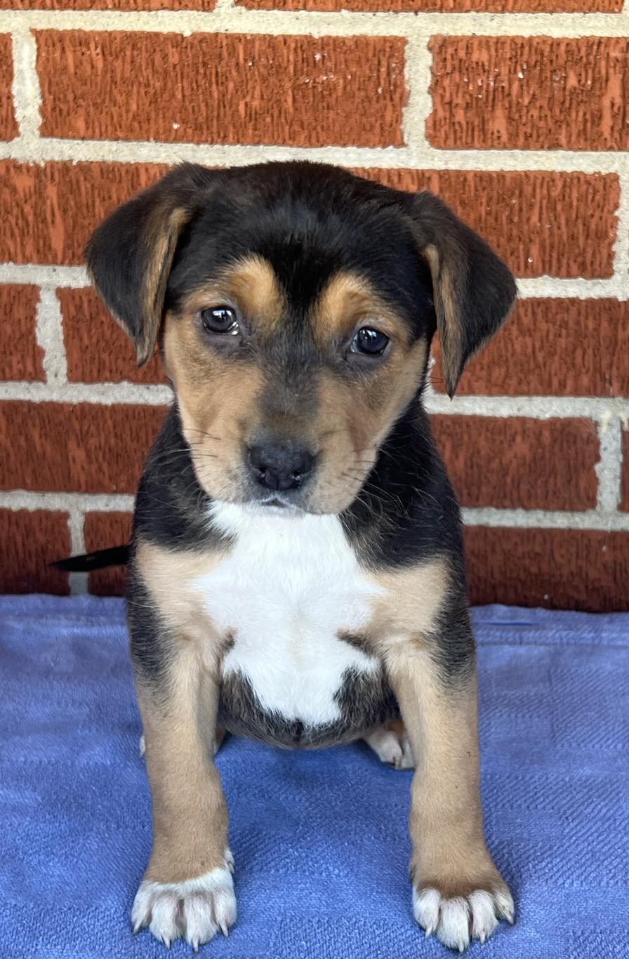 Sponsored Pups – December 2, 2023 – Safe Hands Rescue