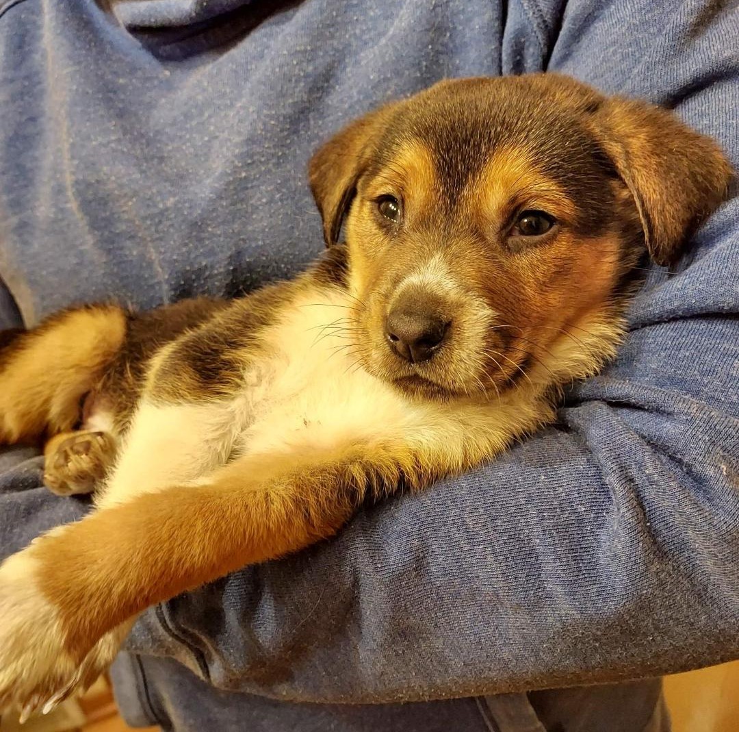 Sponsored Pups – December 2, 2023 – Safe Hands Rescue