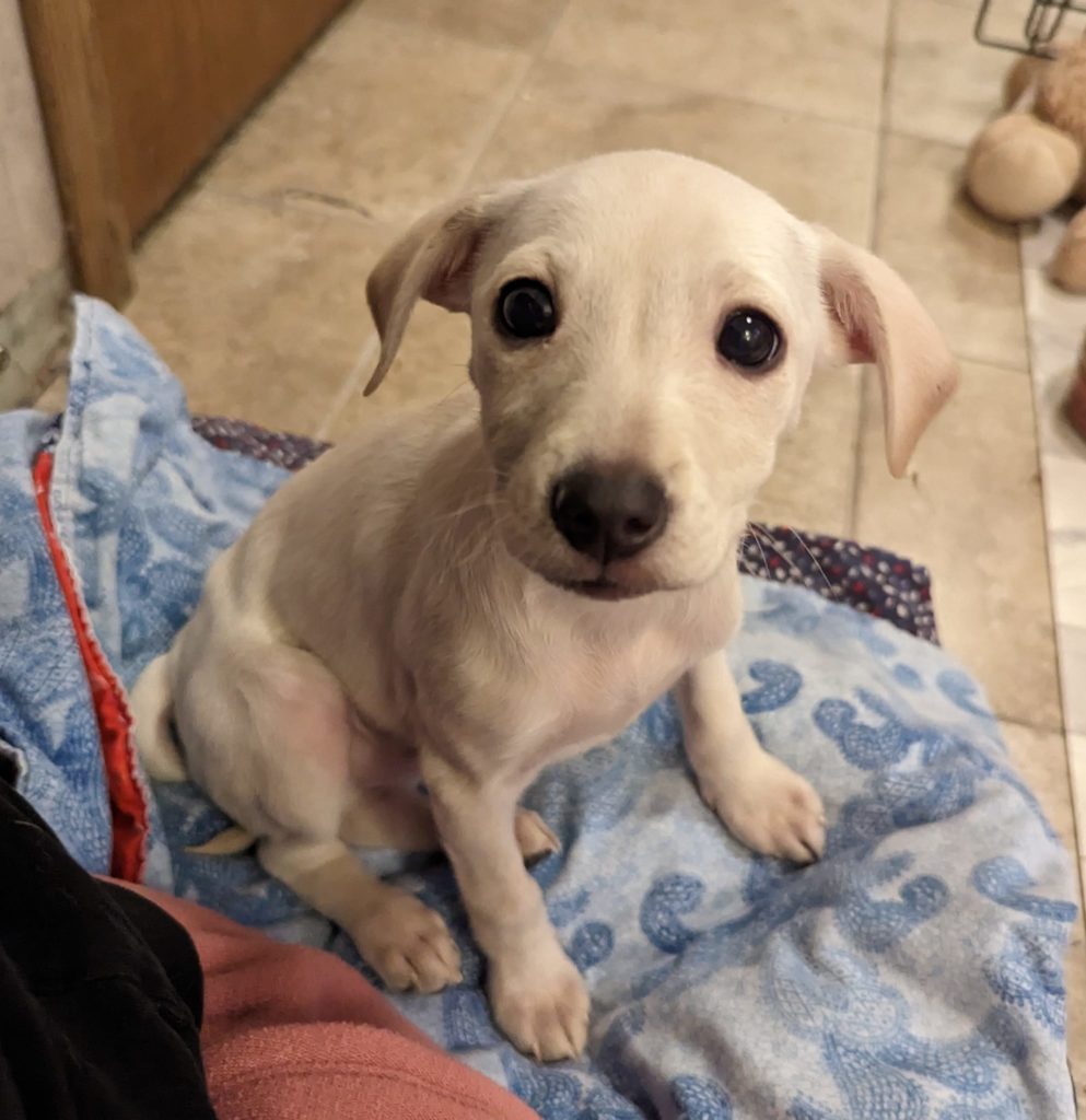 Sponsored Pups – March 11, 2023 – Safe Hands Rescue