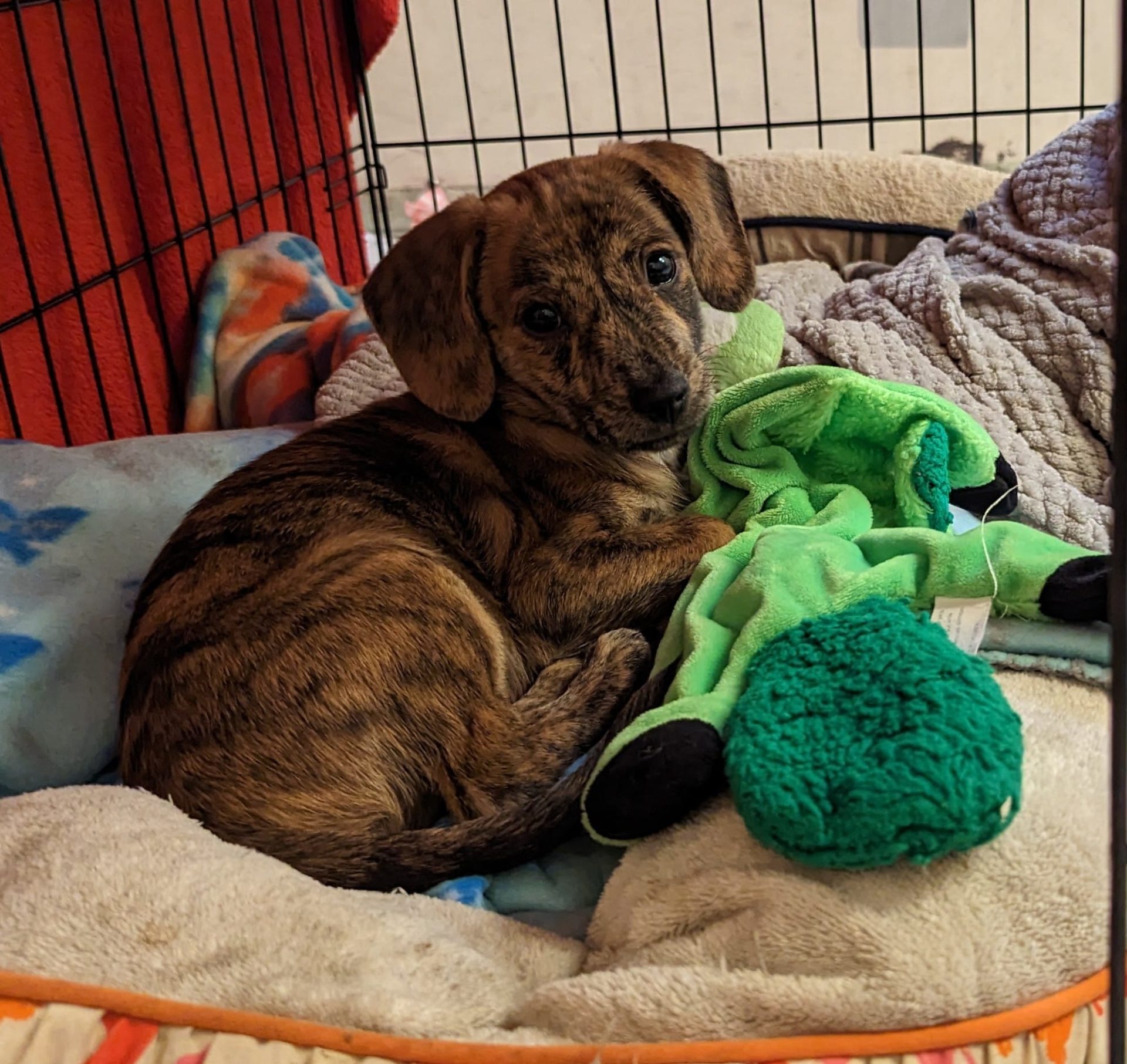 Sponsored Pups – March 11, 2023 – Safe Hands Rescue