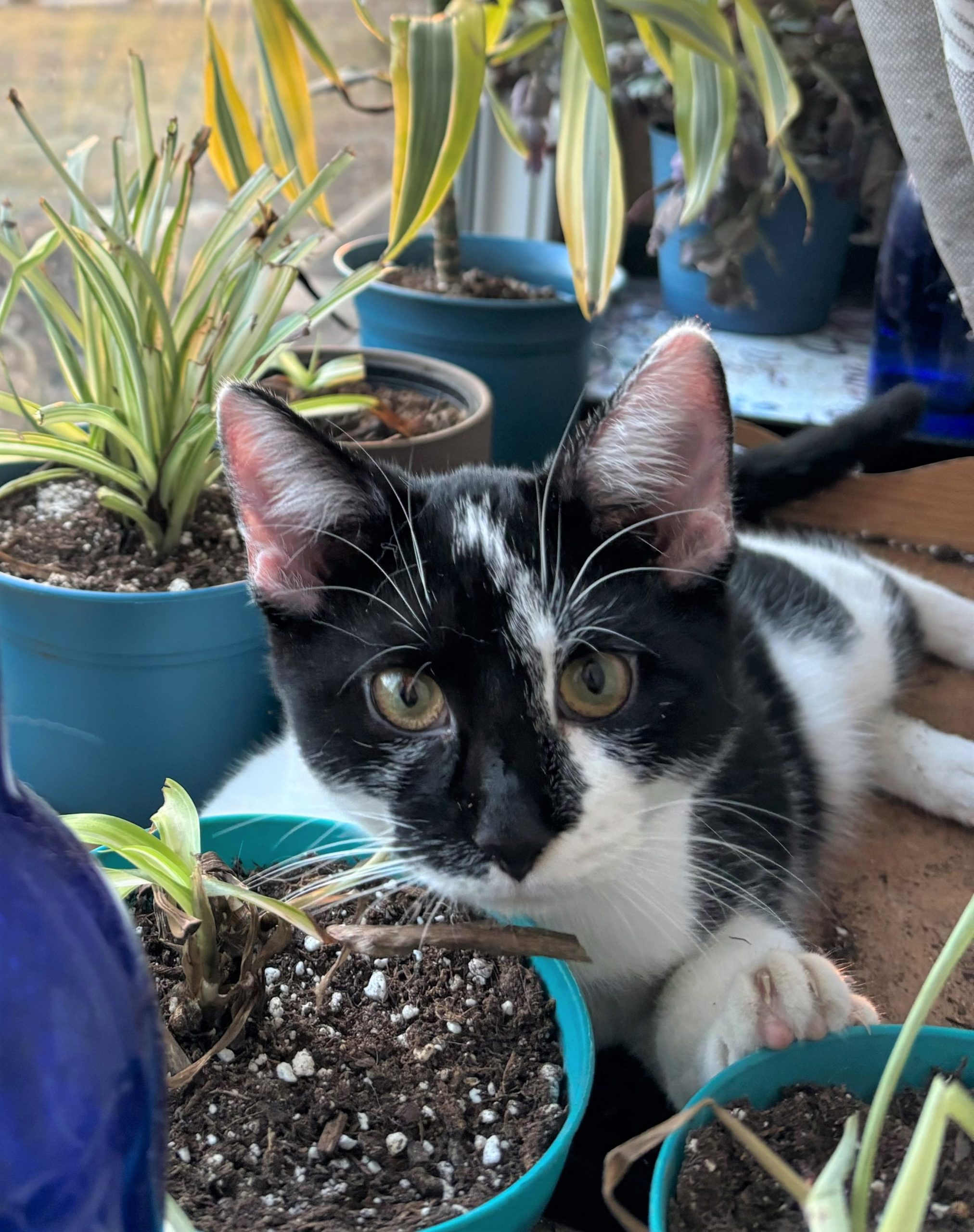 Sponsored February, 2024 – Safe Hands Rescue