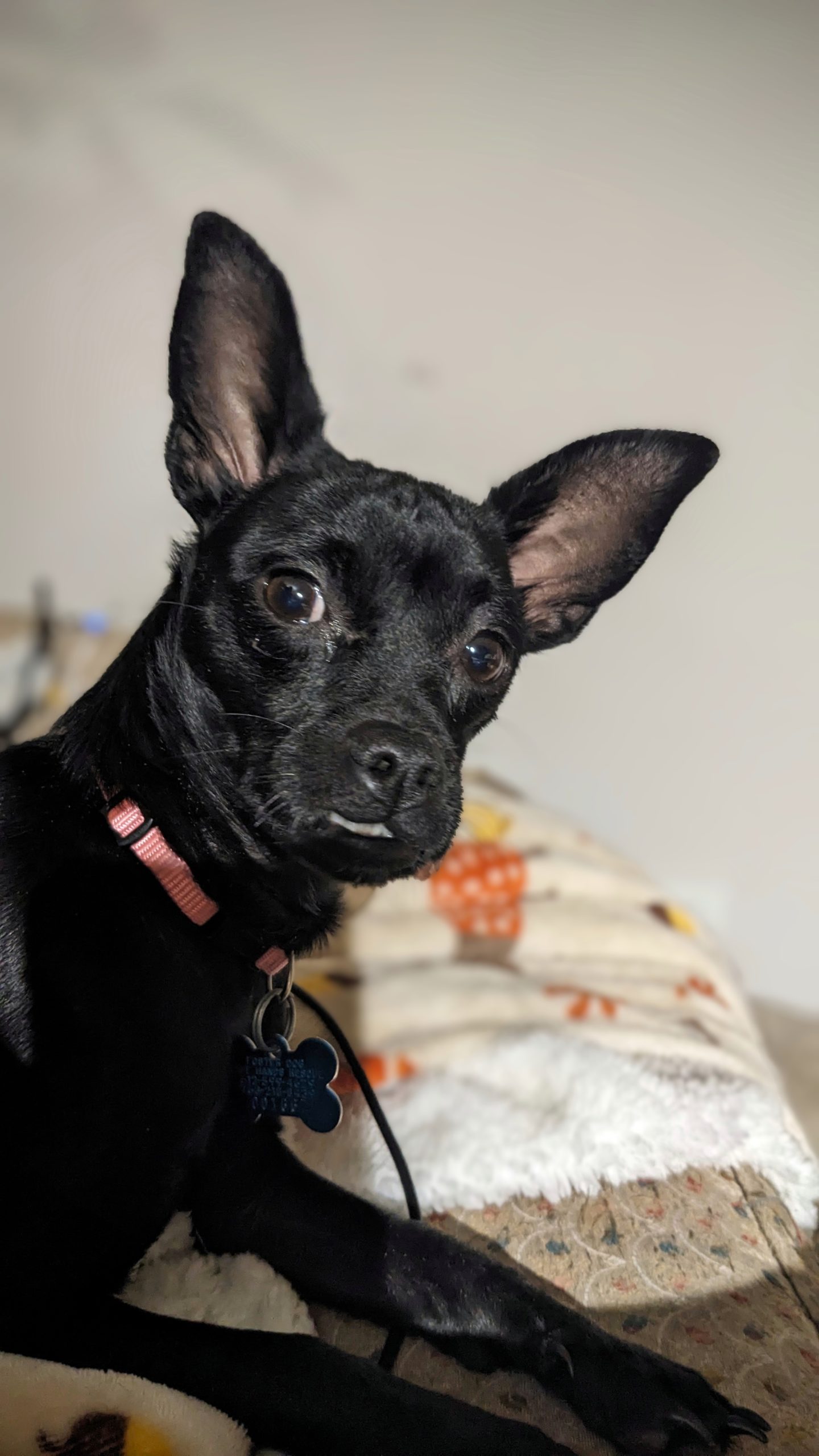 Sponsored Pups – December 16, 2023 – Safe Hands Rescue