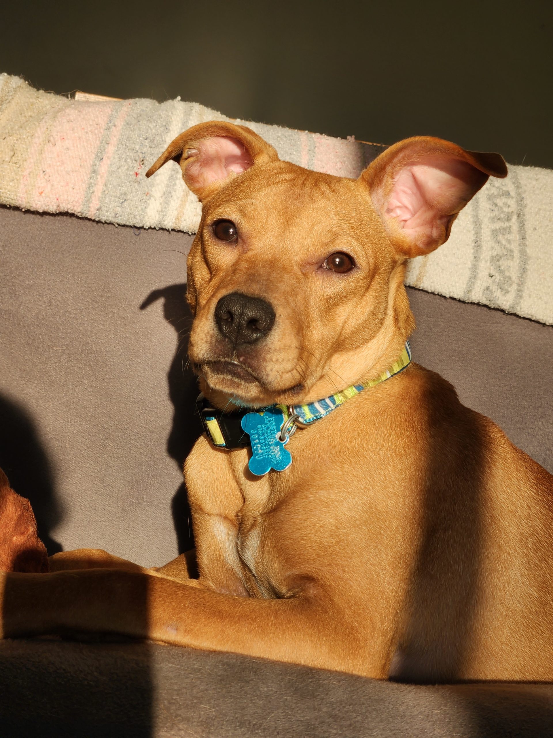 Sponsored Pups – February 11, 2023 – Safe Hands Rescue