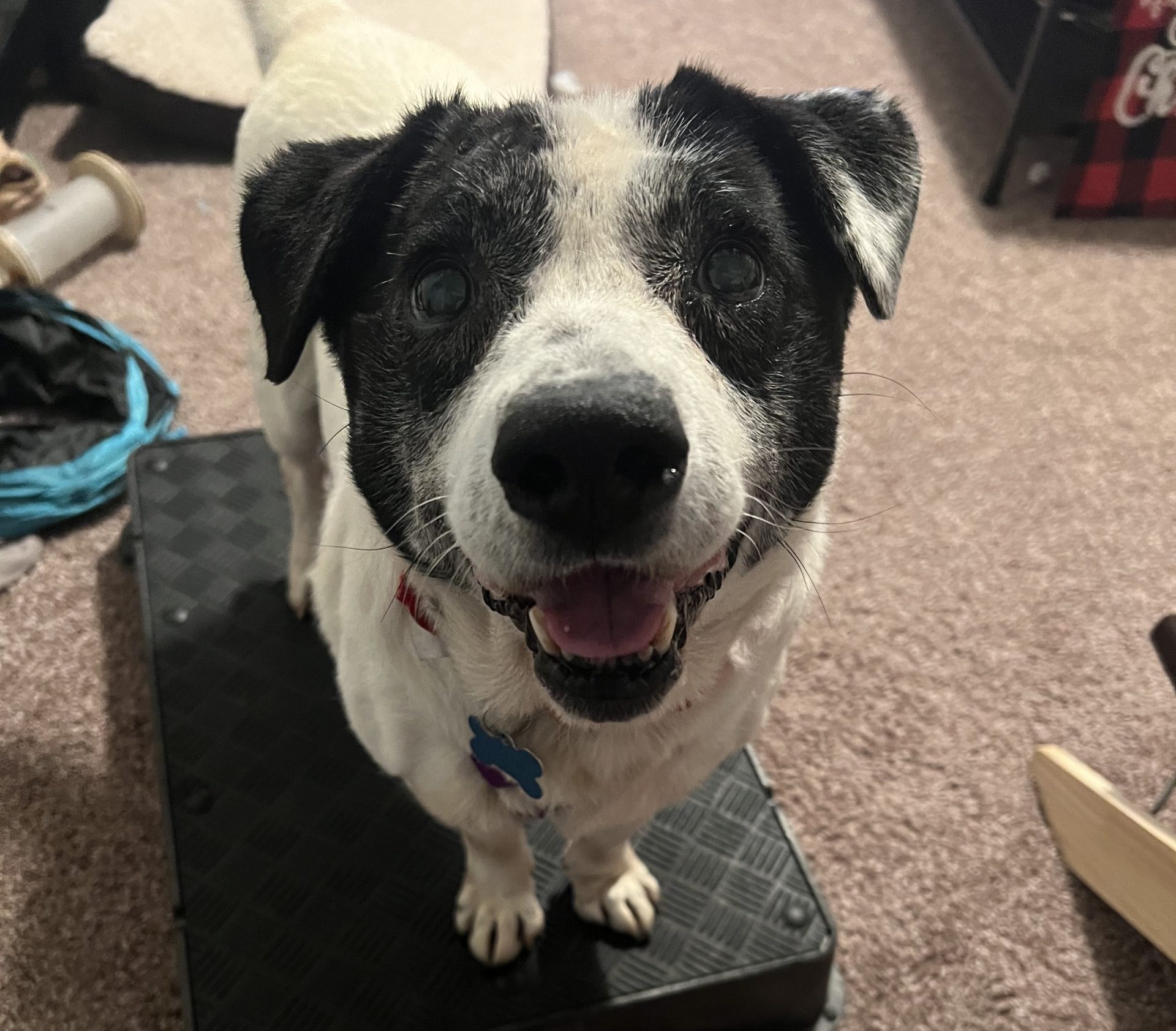 Sponsored Pups – December 2, 2023 – Safe Hands Rescue