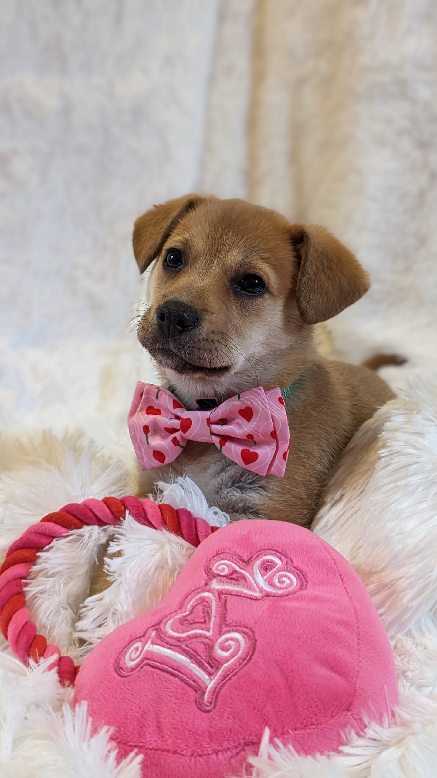 Sponsored February, 2024 – Safe Hands Rescue