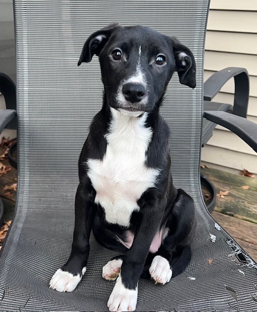 Sponsored Pups – December 2, 2023 – Safe Hands Rescue