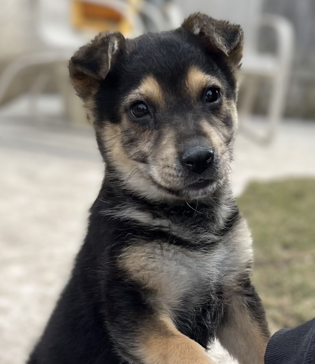 Sponsored March, 2024 – Safe Hands Rescue