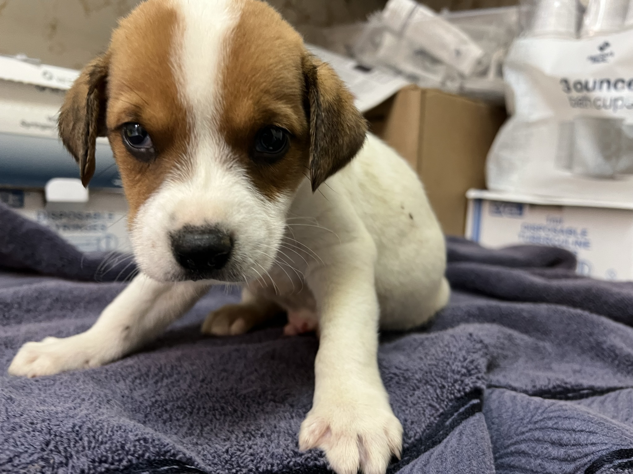 Elliot – Safe Hands Rescue