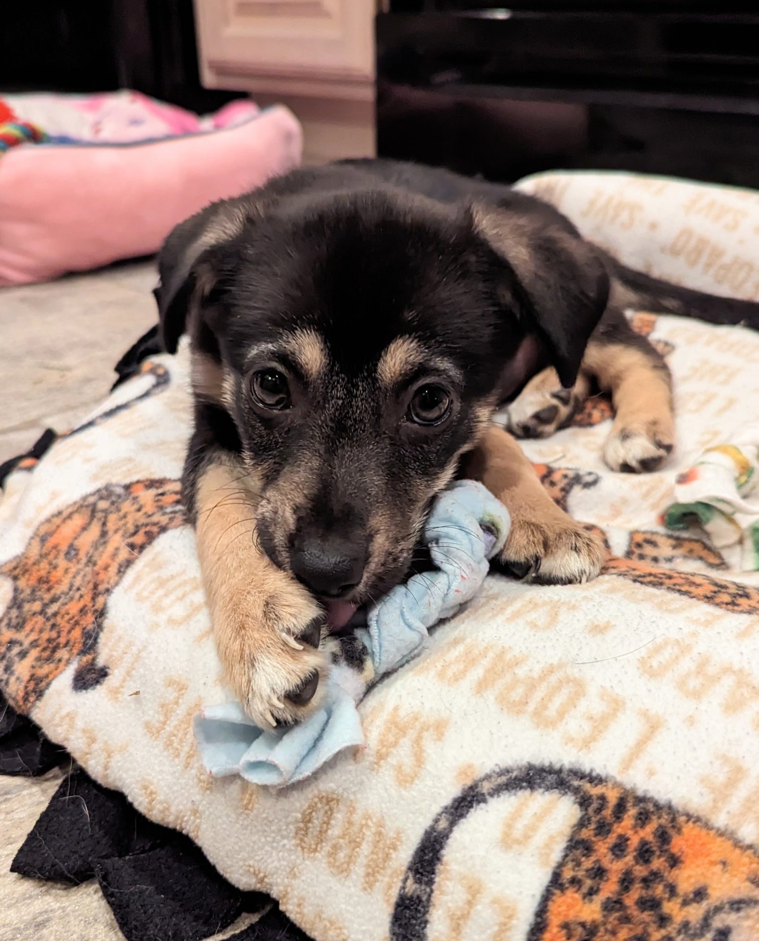 Sponsored Pups – October 21, 2023 – Safe Hands Rescue