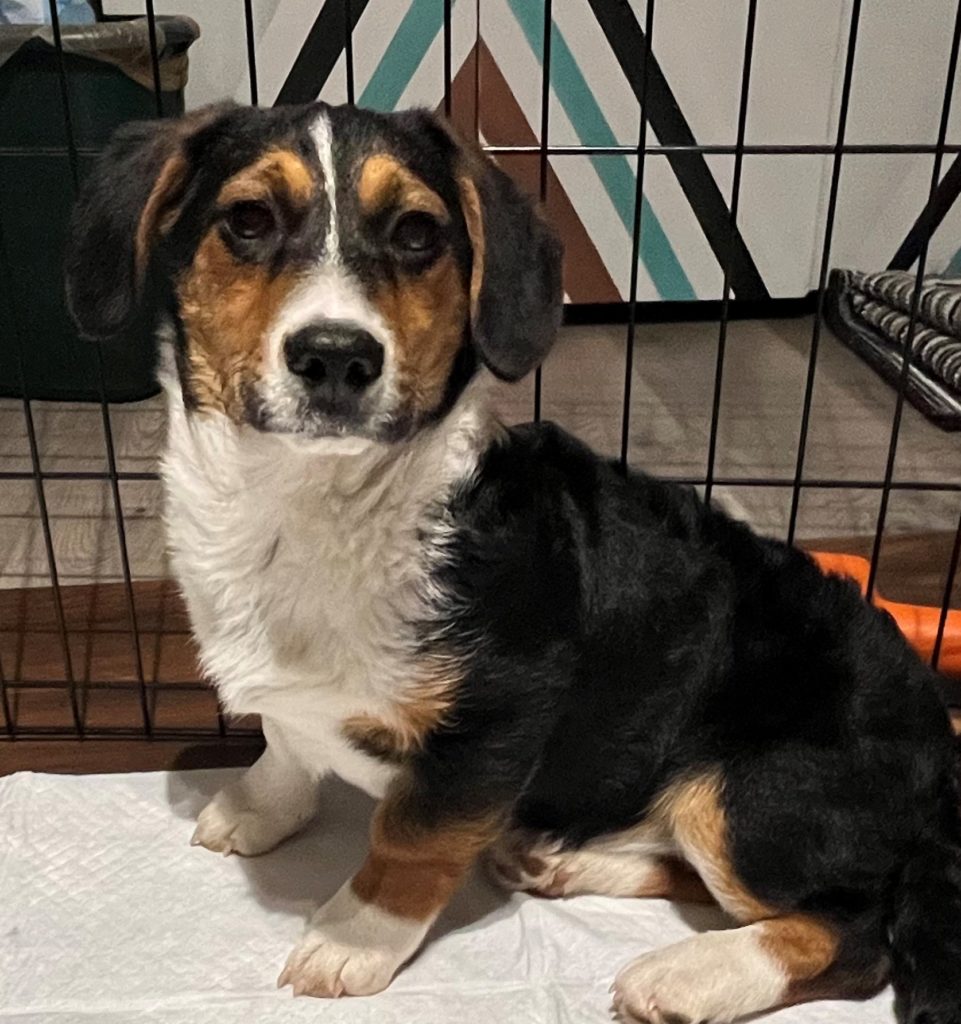 Sponsored Pups – December 30, 2023 – Safe Hands Rescue