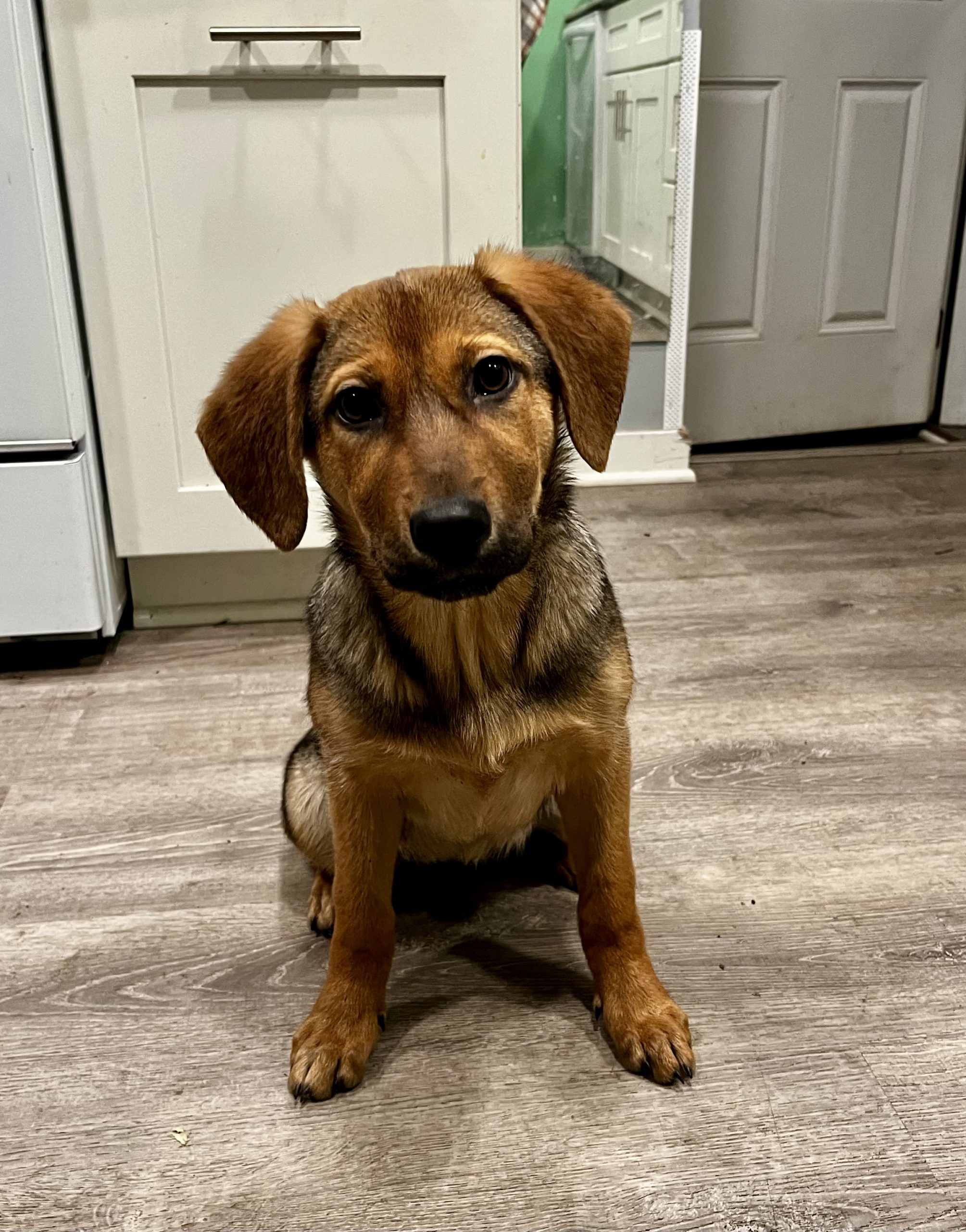 Sponsored Pups – December 2, 2023 – Safe Hands Rescue