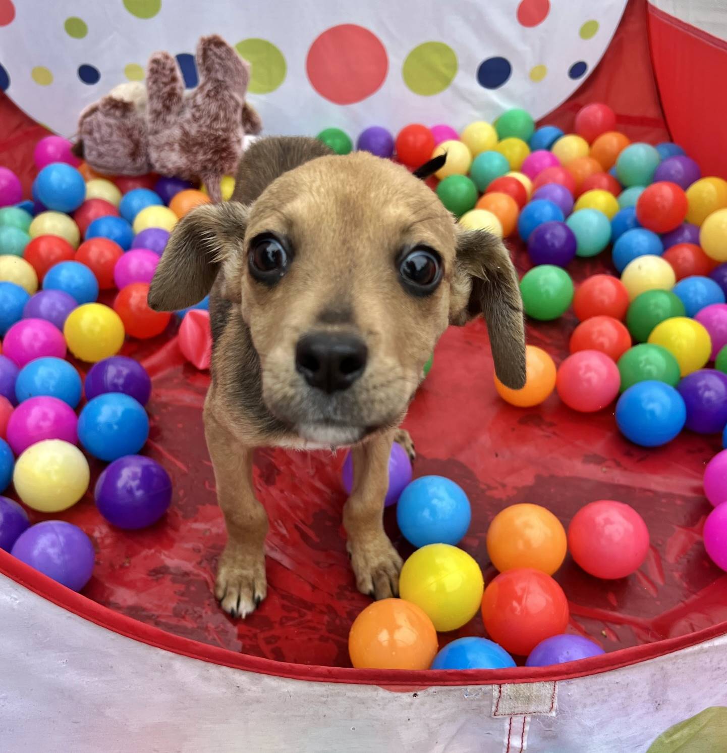 Sponsored Pups – October 7, 2023 – Safe Hands Rescue