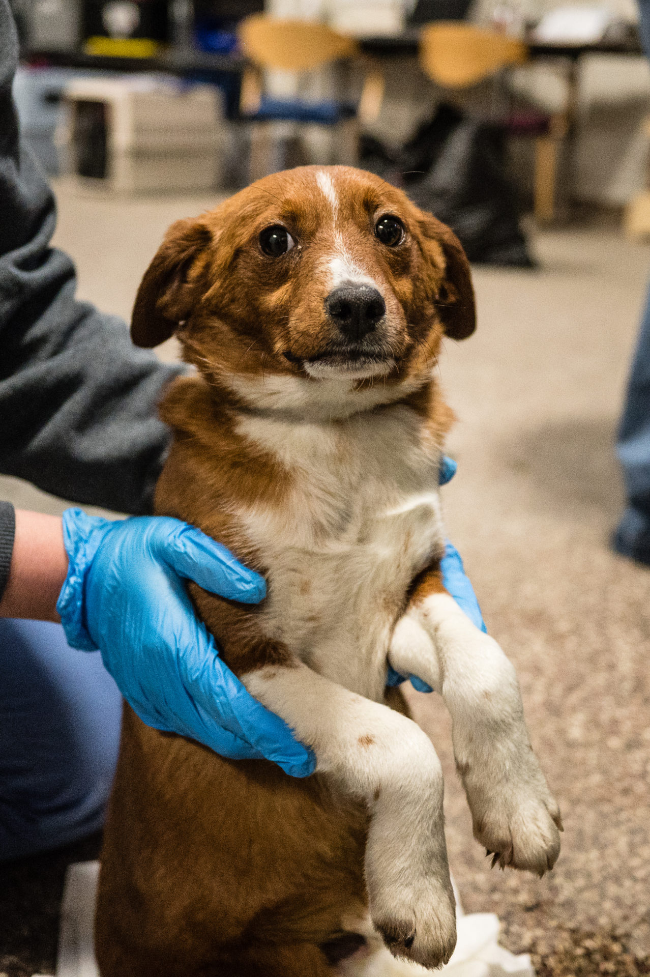 Sponsored Pups – January 28, 2023 – Safe Hands Rescue