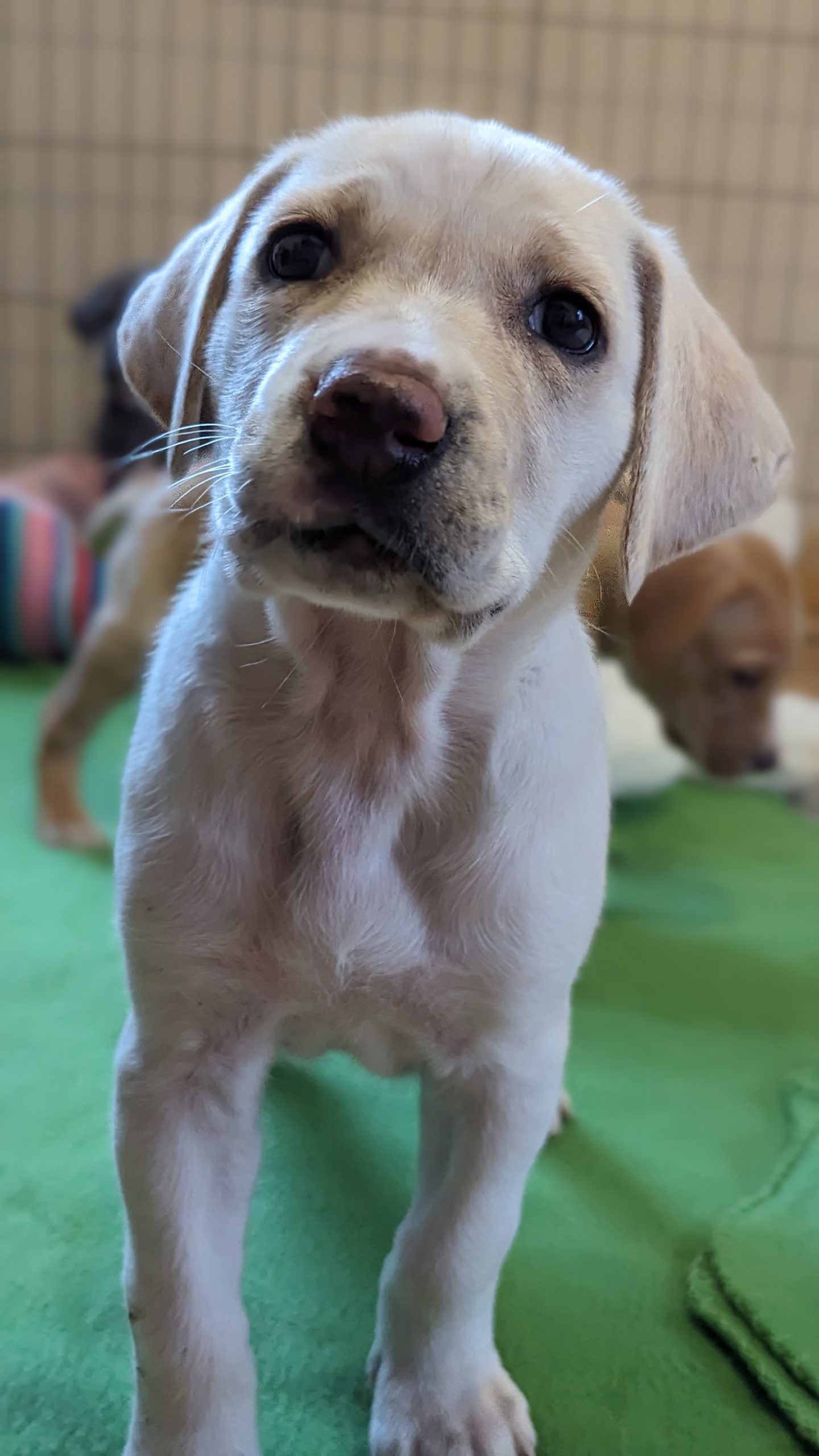 Sponsored Pups – December 30, 2023 – Safe Hands Rescue
