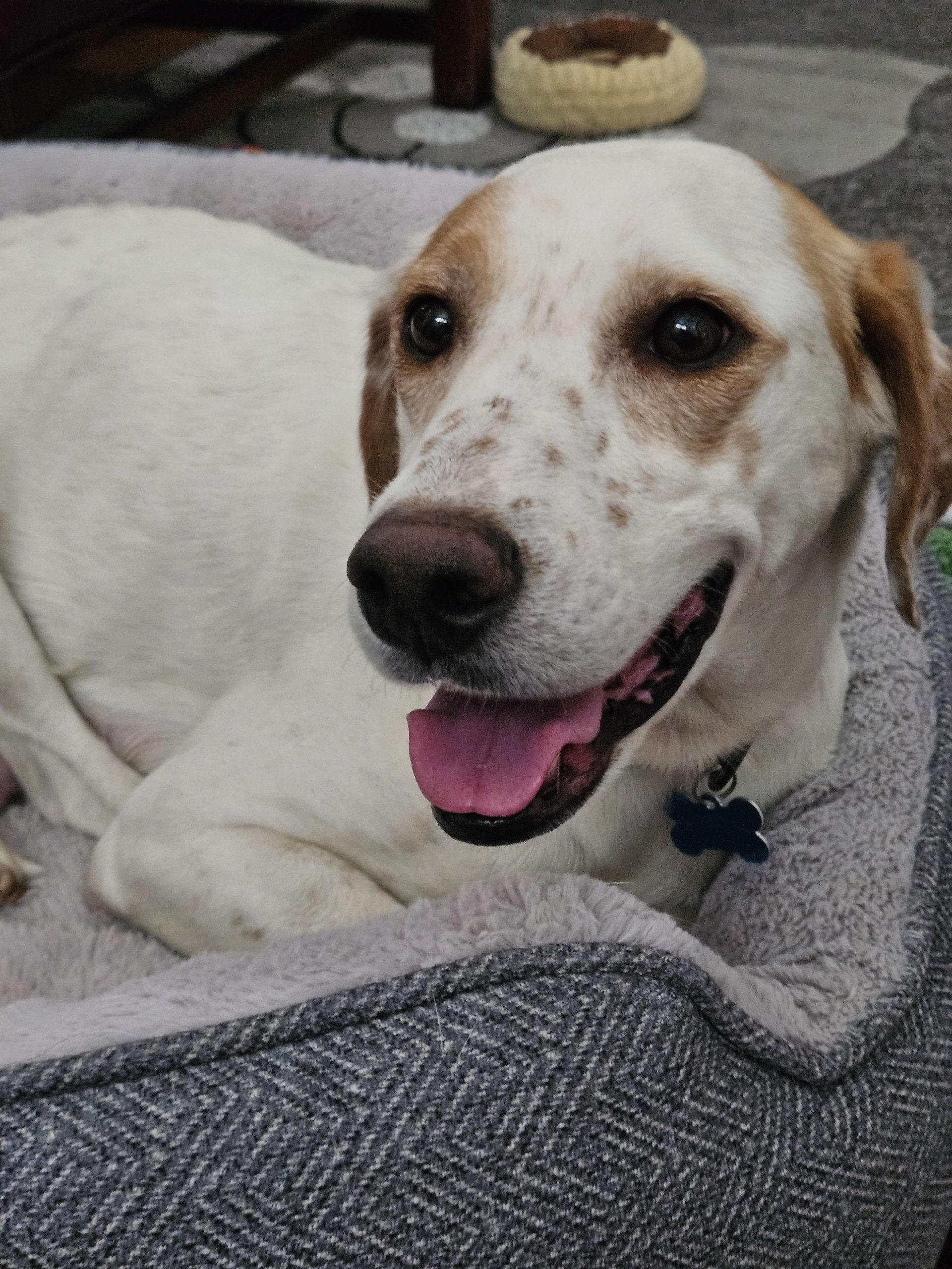 Sponsored Pups – December 30, 2023 – Safe Hands Rescue