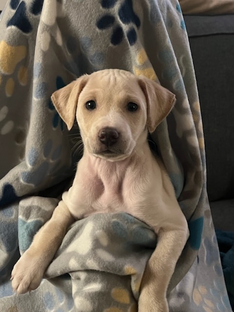 Sponsored Pups – December 30, 2023 – Safe Hands Rescue