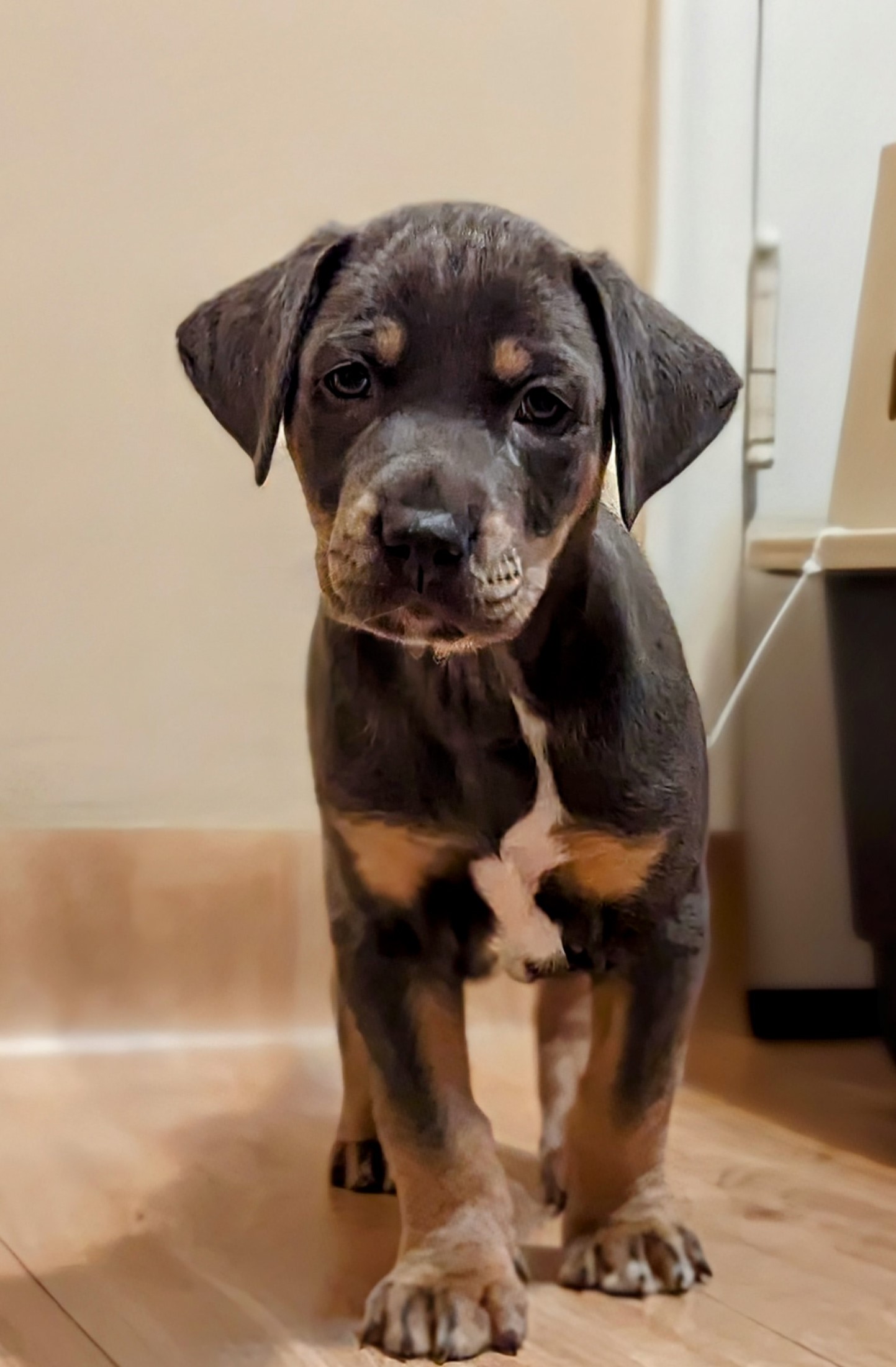 Sponsored Pups – December 30, 2023 – Safe Hands Rescue
