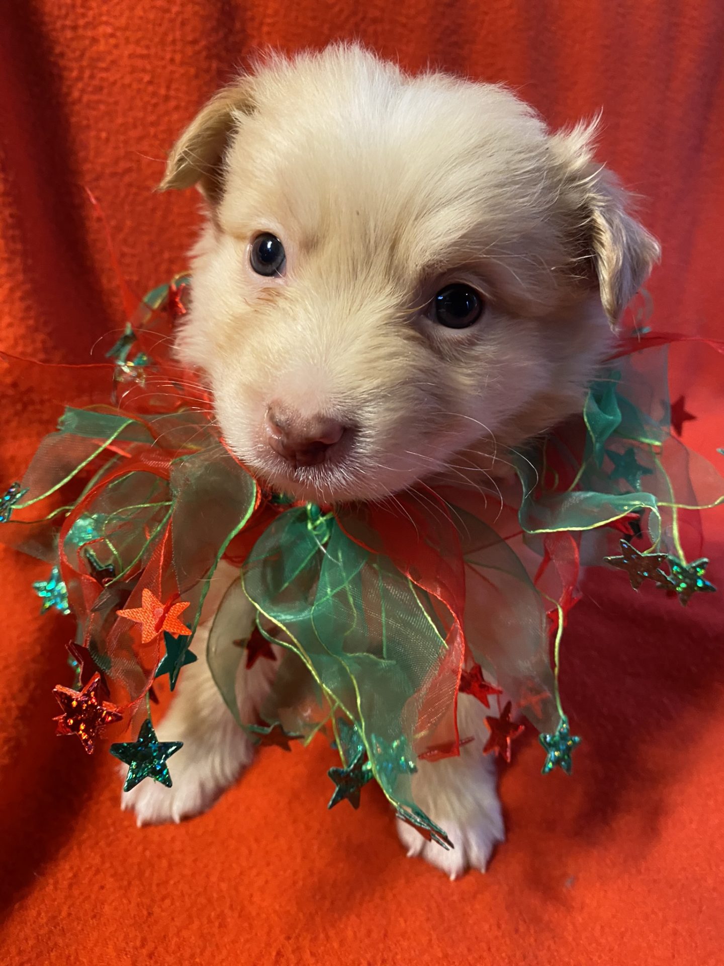 Sponsored Pups – December 16, 2023 – Safe Hands Rescue