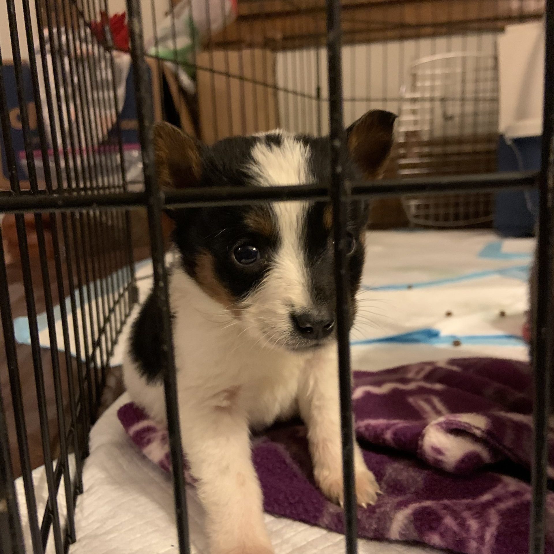 Tibby – Safe Hands Rescue