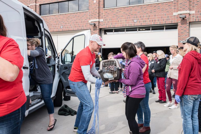 About Safe Hands Rescue – Safe Hands Rescue