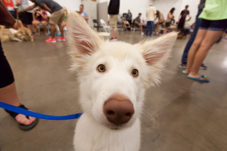 Adoption Process – Safe Hands Rescue