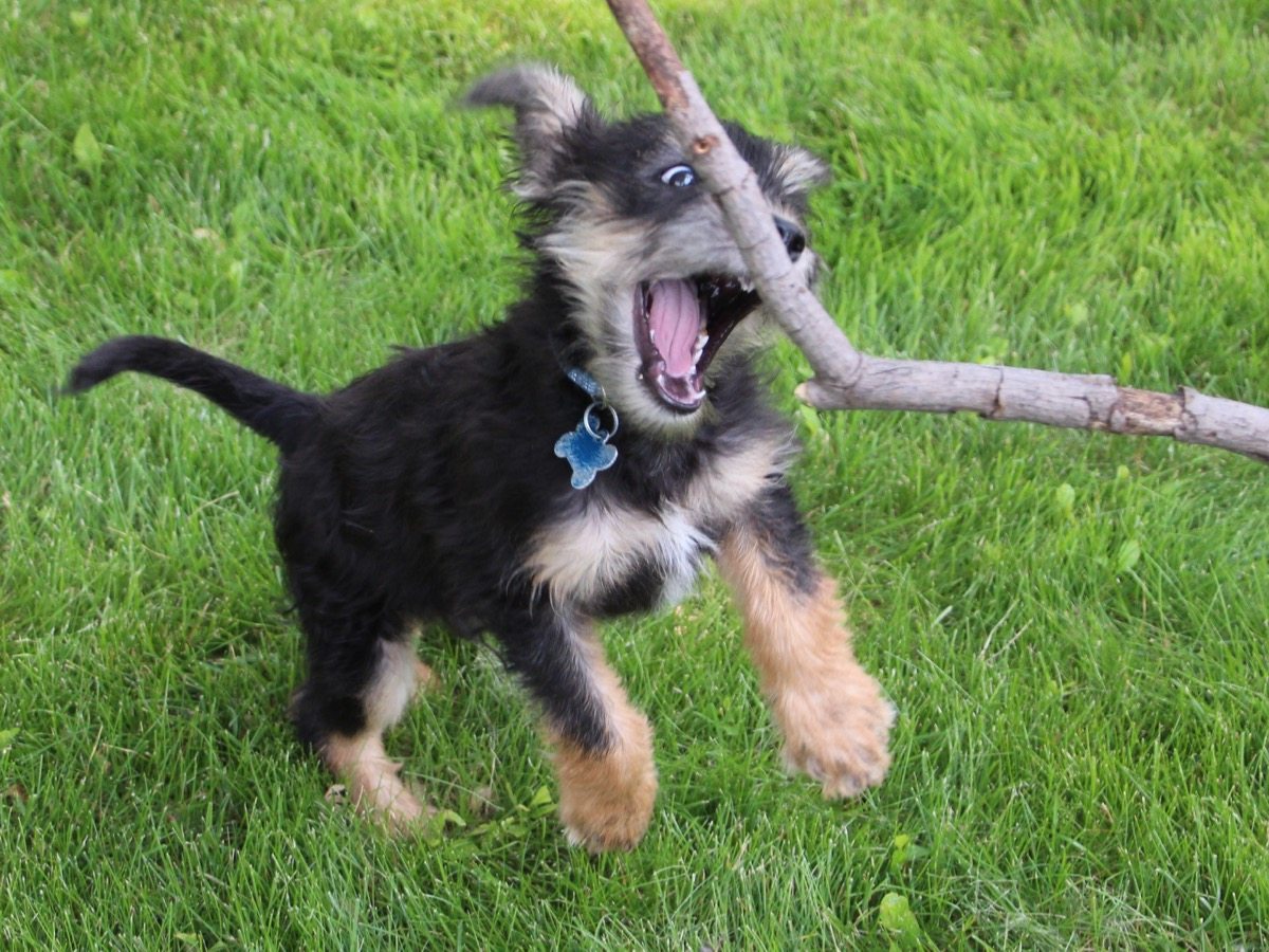 Foster Program Information – Safe Hands Rescue