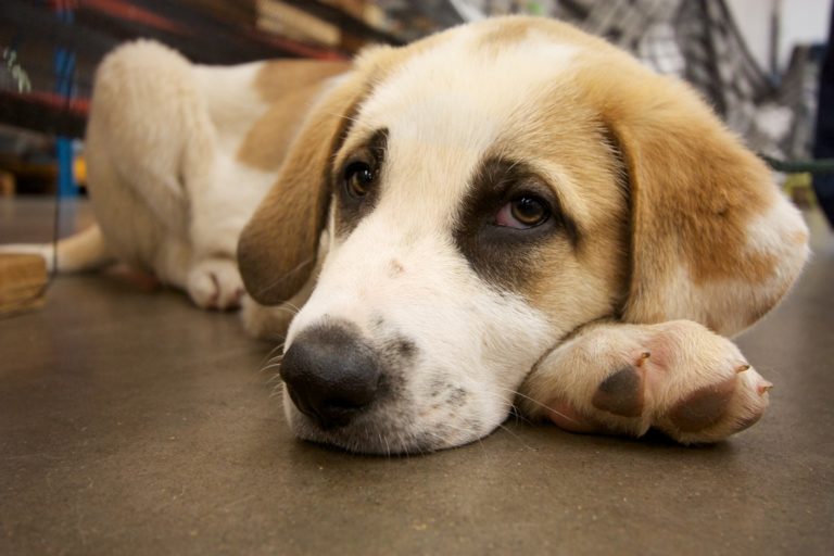 Adoption Process – Safe Hands Rescue