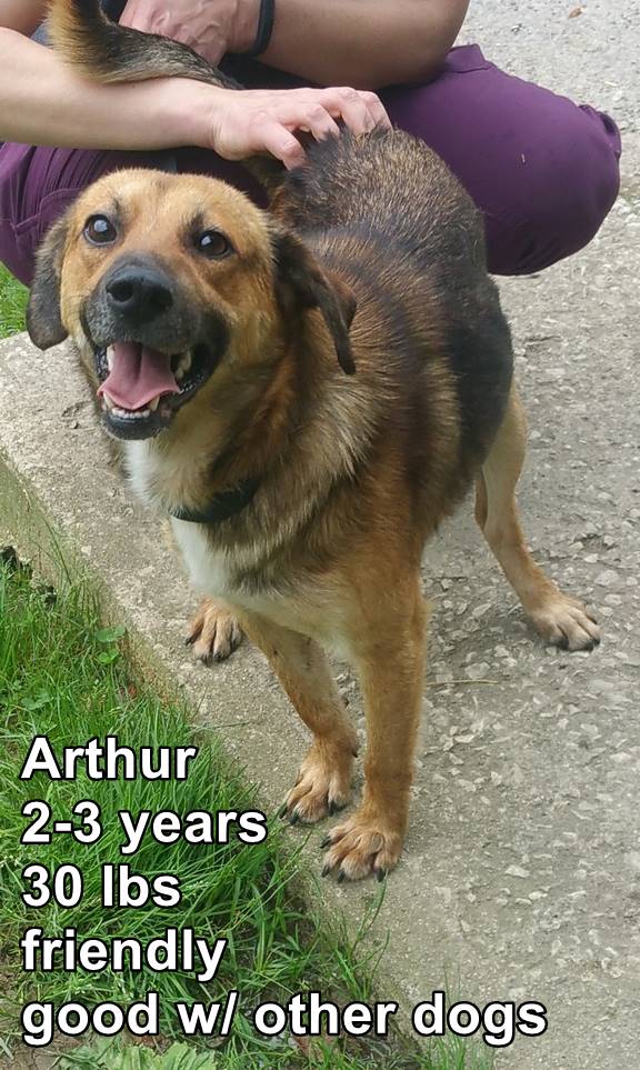 Arthur – Safe Hands Rescue