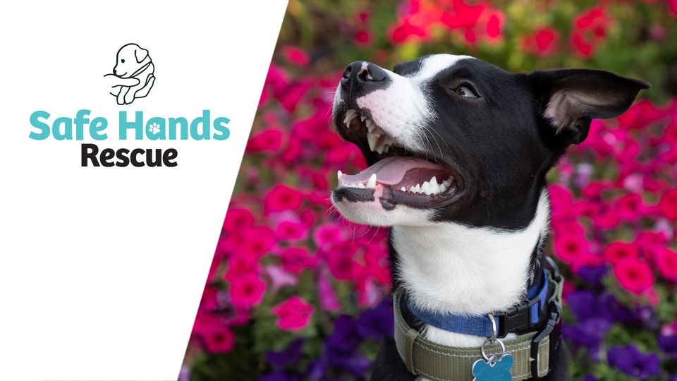 Safe Hands Rescue Meet & Greet – Safe Hands Rescue