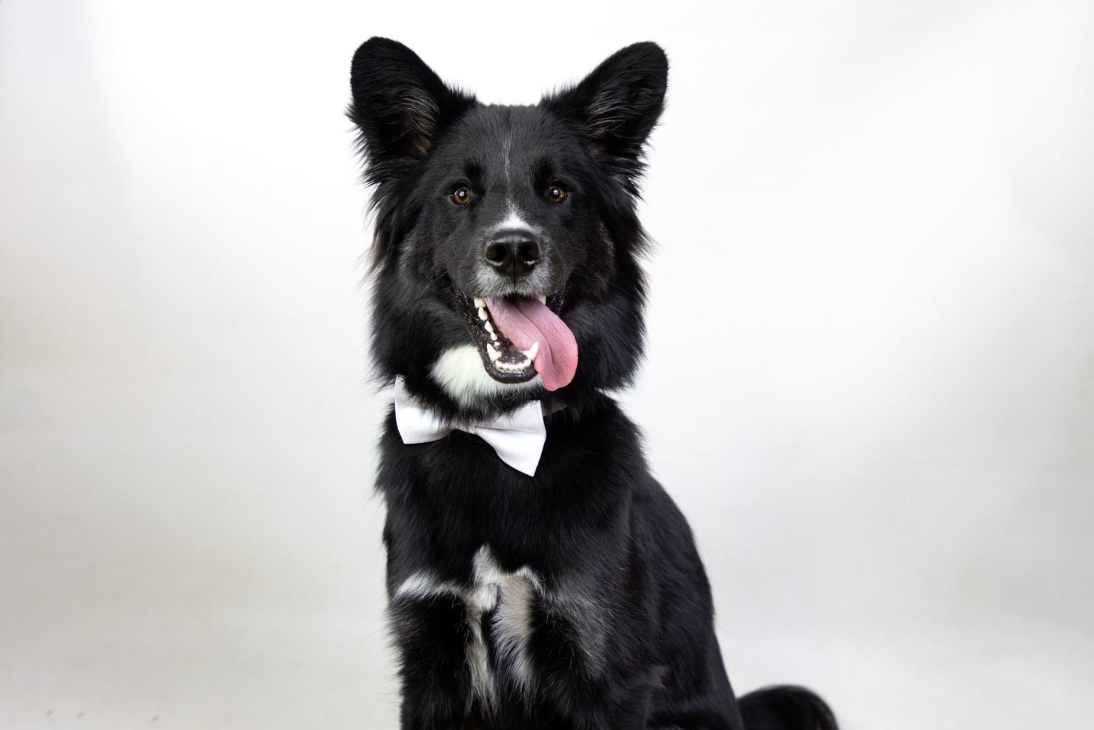 Home - Safe Hands Rescue