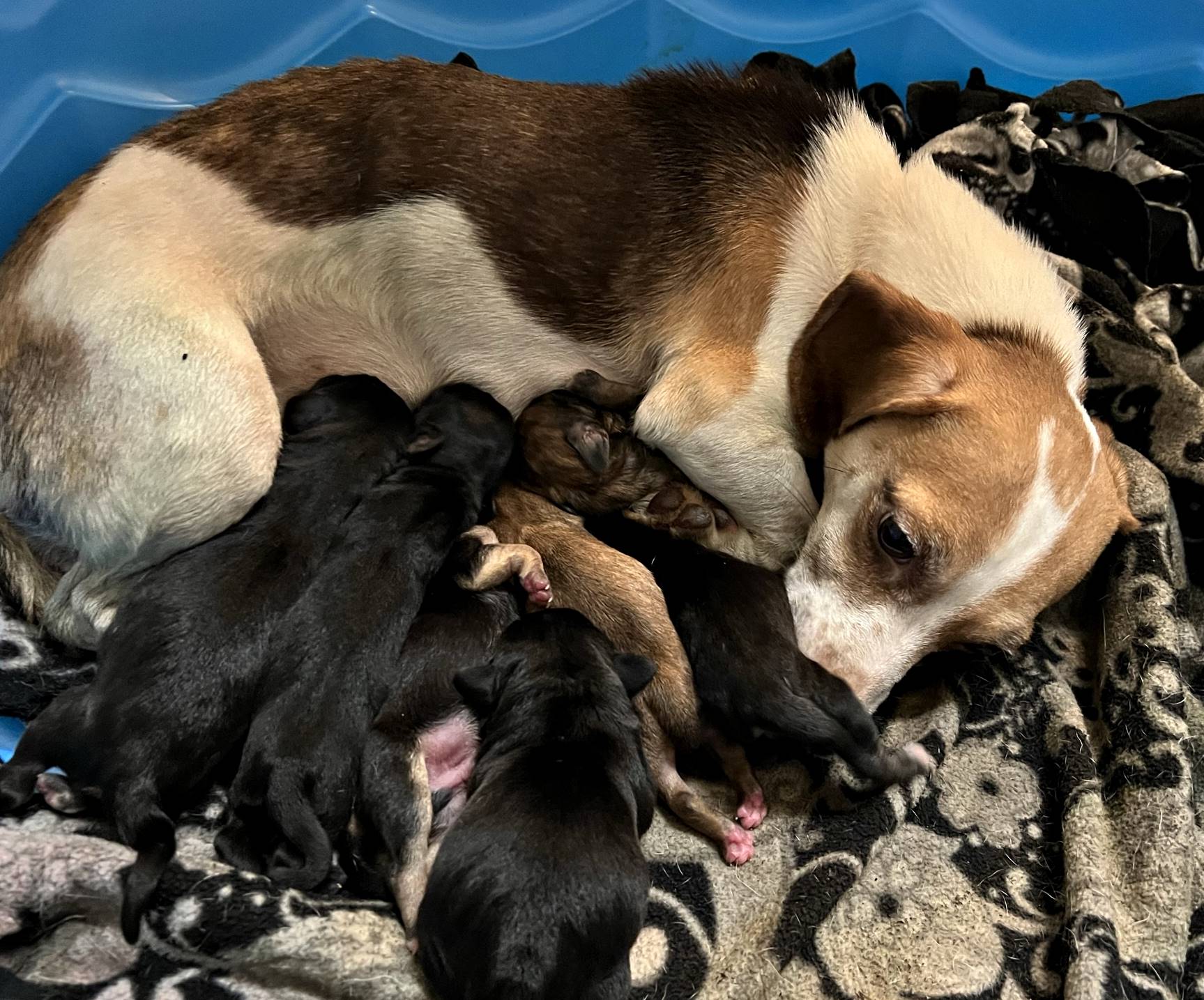 Penny’s Story – Safe Hands Rescue