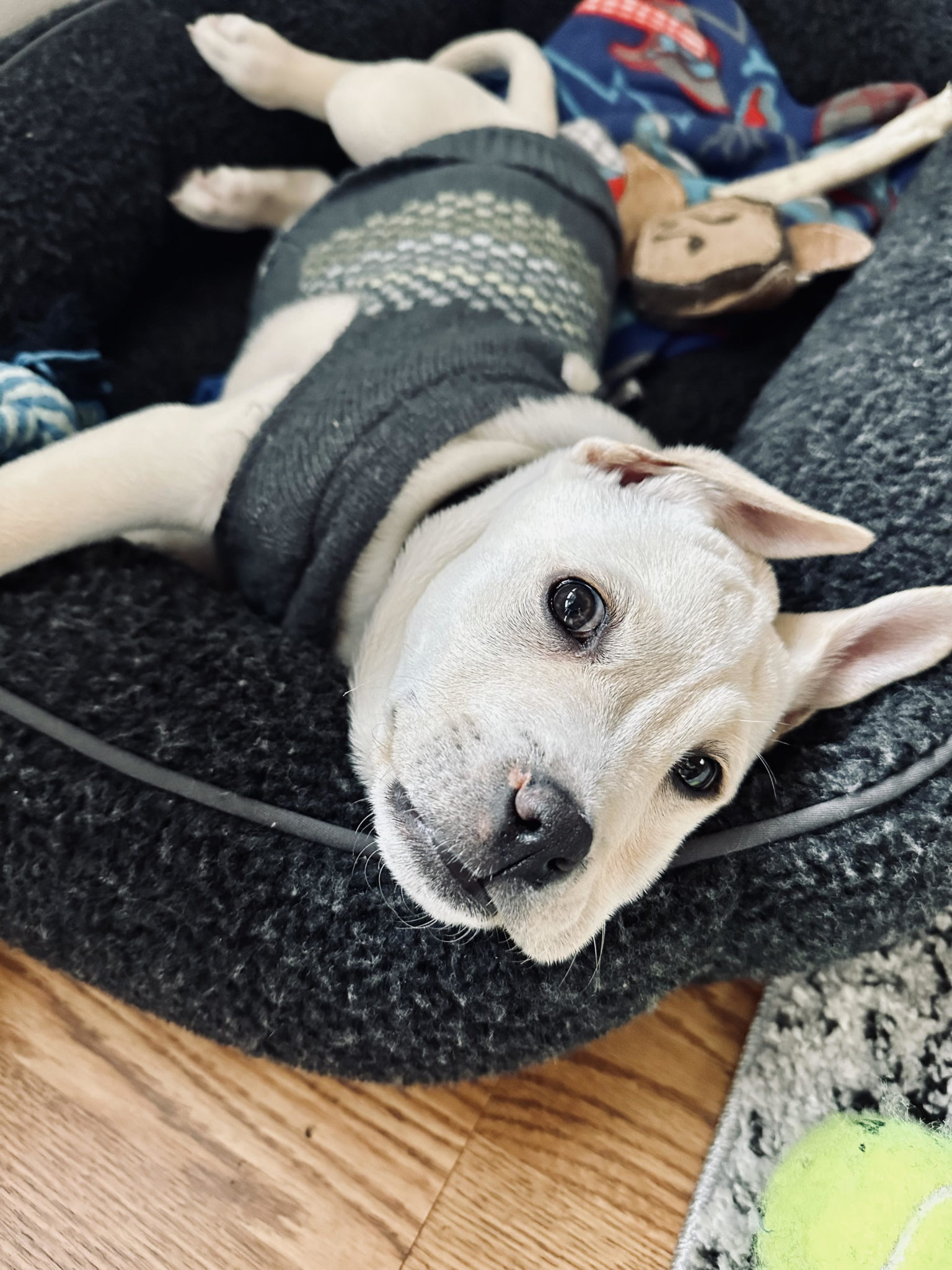 Adoption Updates – Safe Hands Rescue