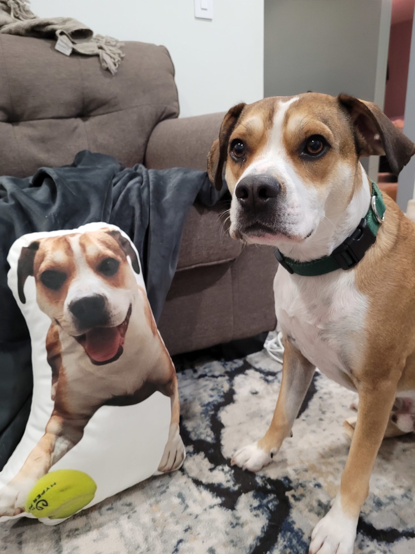 Adoption Updates – Safe Hands Rescue