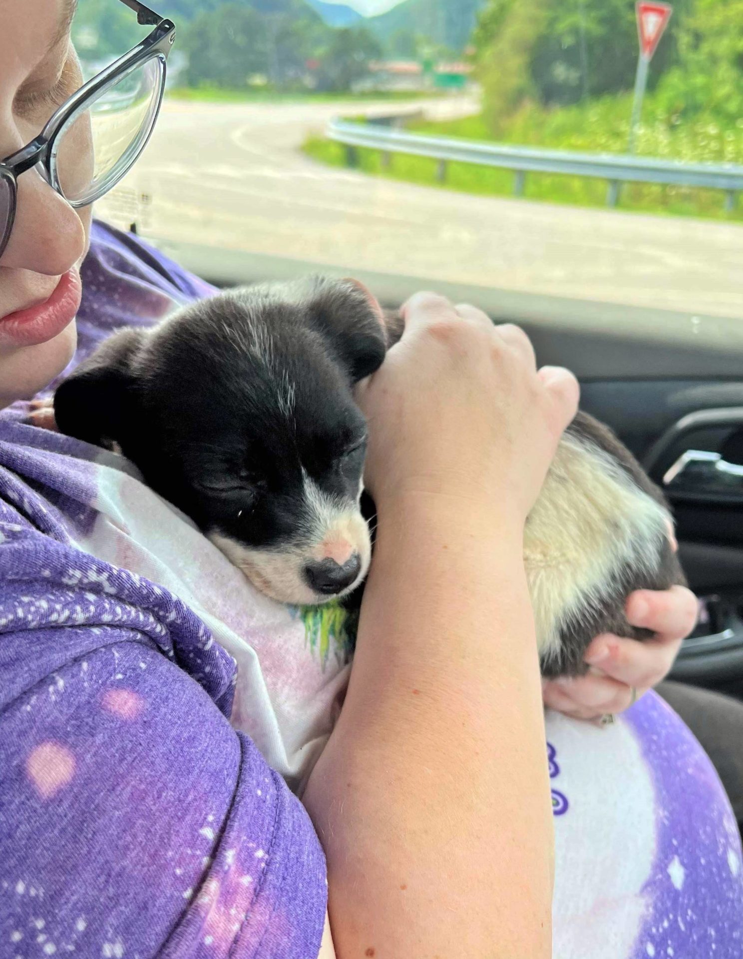 Leo – A Rescue Story – Safe Hands Rescue