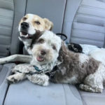 Home - Safe Hands Rescue