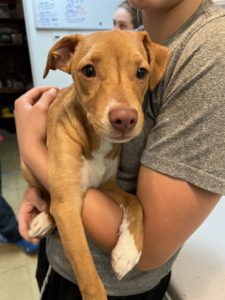 Home - Safe Hands Rescue